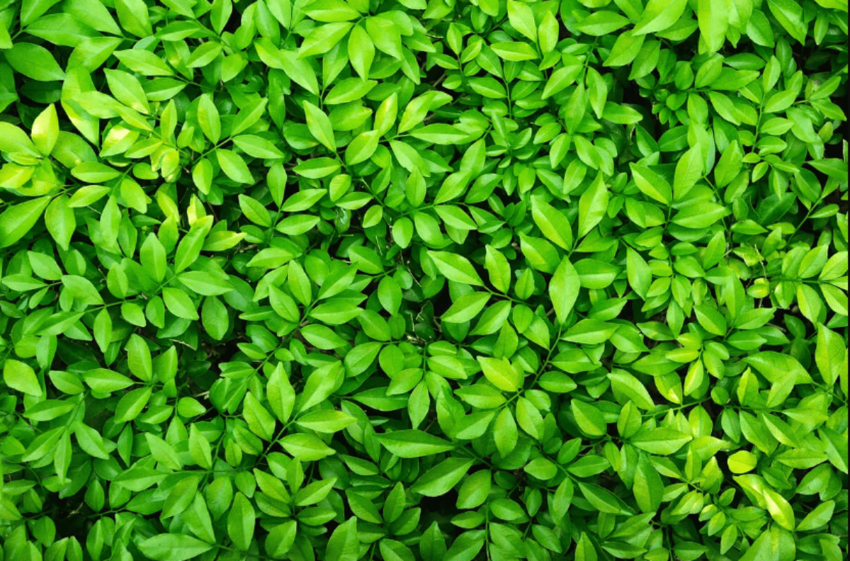 Descubriendo El Significado Oculto Del Color Verde En El Diseño Gráfico